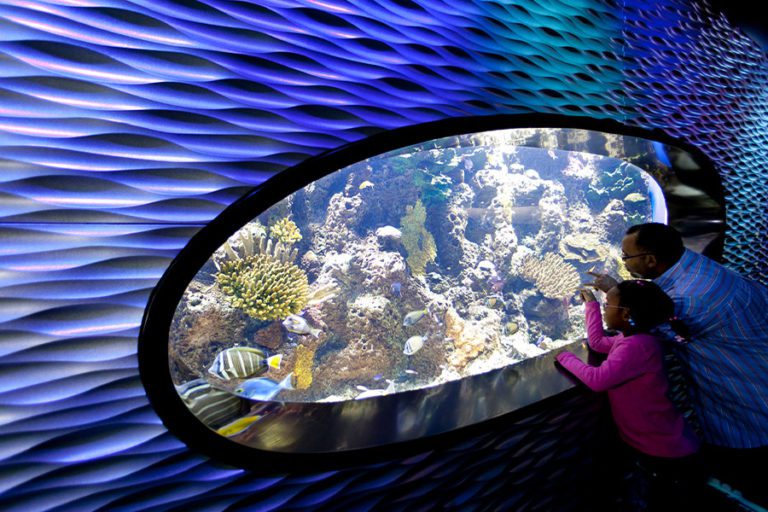 Discovery Place World Alive Exhibit Design | CambridgeSeven
