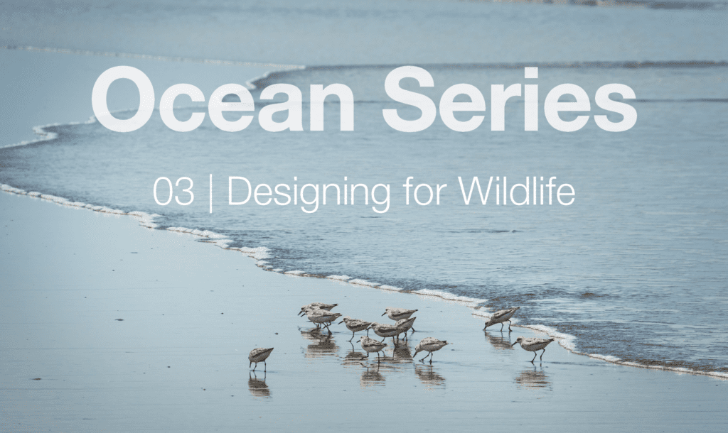 Architecture at the Edge: Designing for Wildlife at the Waterfront ...