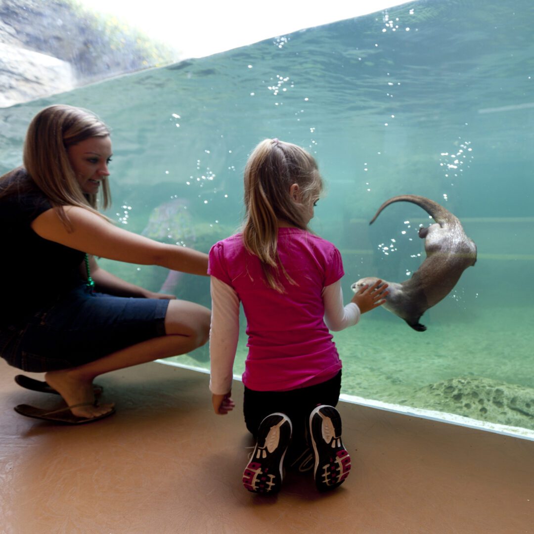 Evolution of Aquarium Design | CambridgeSeven